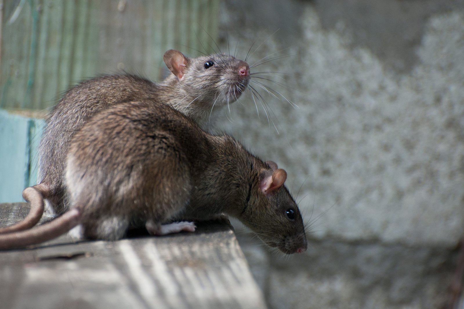 Why Professional Roof Rat Removal Service Matters for Commercial ...